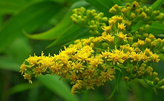 Goldenrod plant: properties, benefits and uses - TreasureNatural