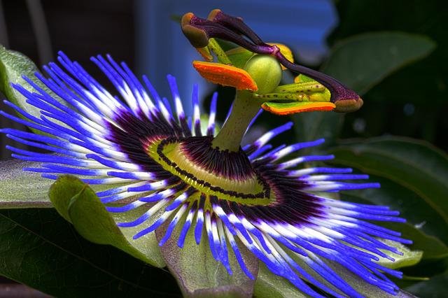 Properties and benefits of passion flower: the passion fruit plant ...