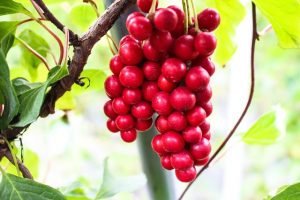 Schisandra plant for Herbal Naturopathy: properties, benefits, uses ...