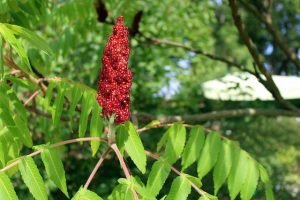 Sumac: a plant from the Mediterranean basin with multiple properties ...