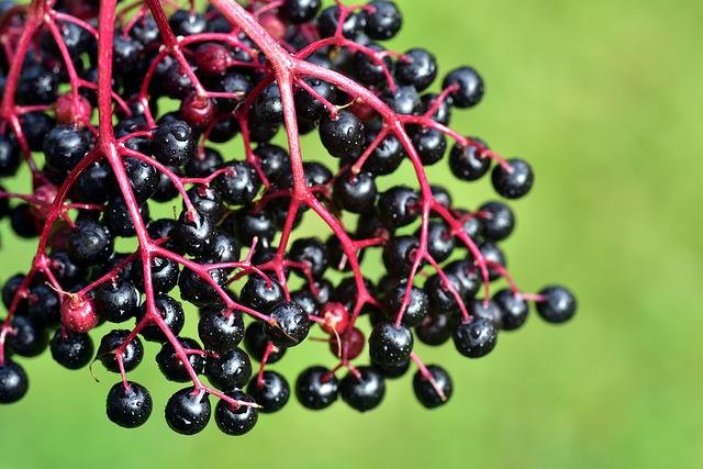 The multiple uses of elderberry flowers, from herbal medicine to ...