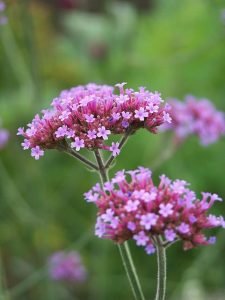 Verbena, a plant widely used both in herbal medicine and for ornamental ...