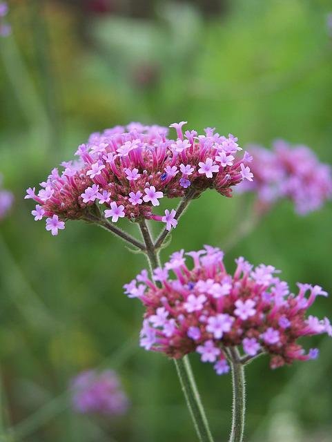 Verbena, a plant widely used both in herbal medicine and for ornamental ...