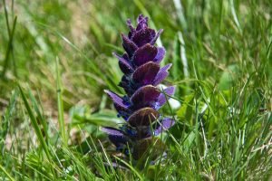 What is the bugle and what are its uses - TreasureNatural