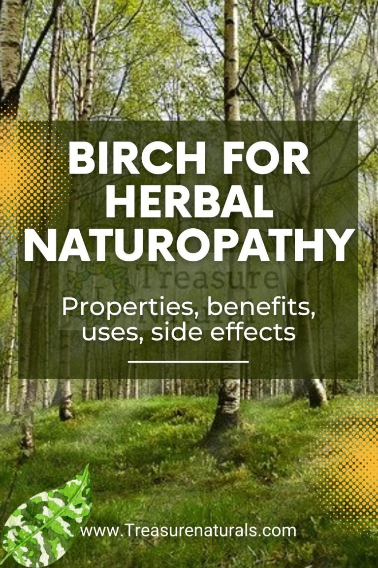 Birch for Herbal Naturopathy: properties, benefits, uses, side effects ...