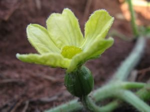 Colocynthis in homeopathy: properties, benefits and uses (all you need ...