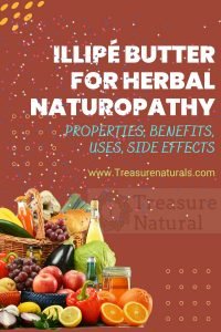 Illipé butter for Herbal Naturopathy: properties, benefits, uses, side ...