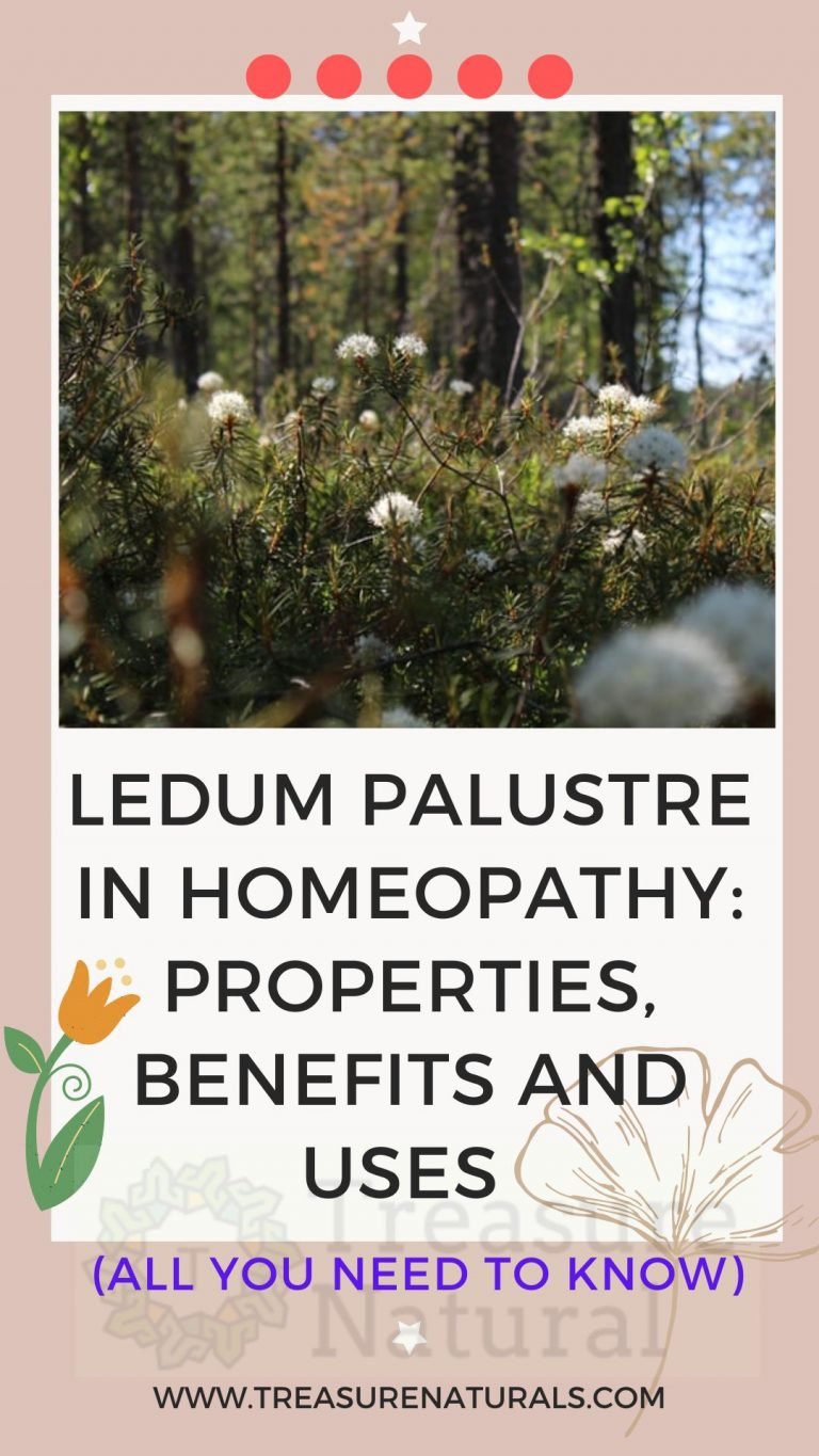 Ledum palustre in homeopathy: properties, benefits and uses (all you ...