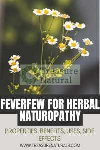 Feverfew for Herbal Naturopathy: properties, benefits, uses, side ...