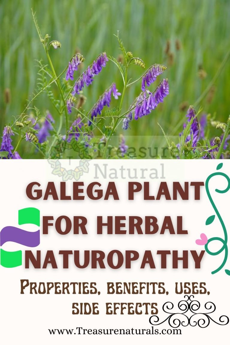 Galega plant for Herbal Naturopathy: properties, benefits, uses, side ...