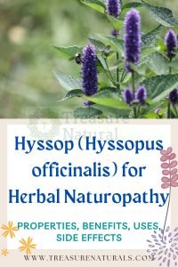 Hyssop (Hyssopus officinalis) for Herbal Naturopathy: properties ...