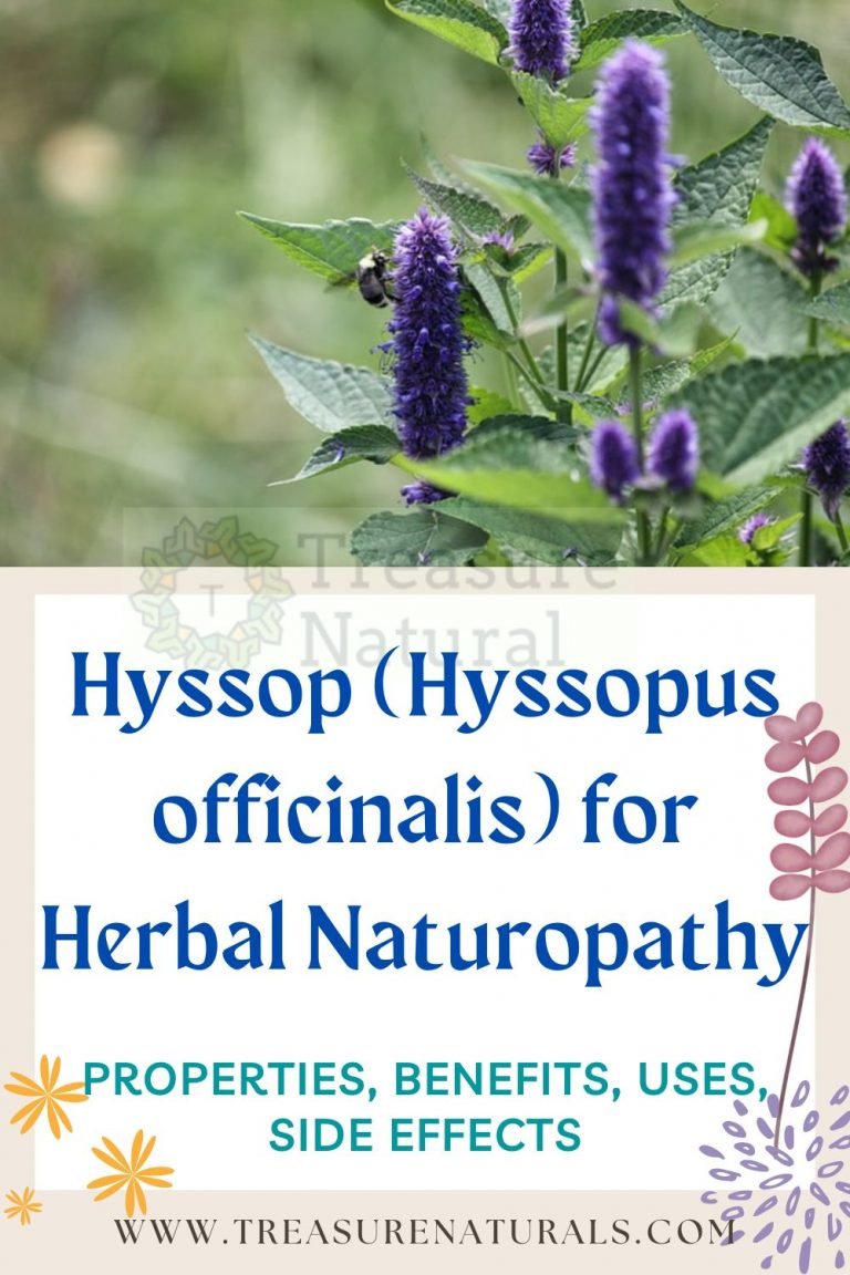 Hyssop (Hyssopus officinalis) for Herbal Naturopathy: properties ...