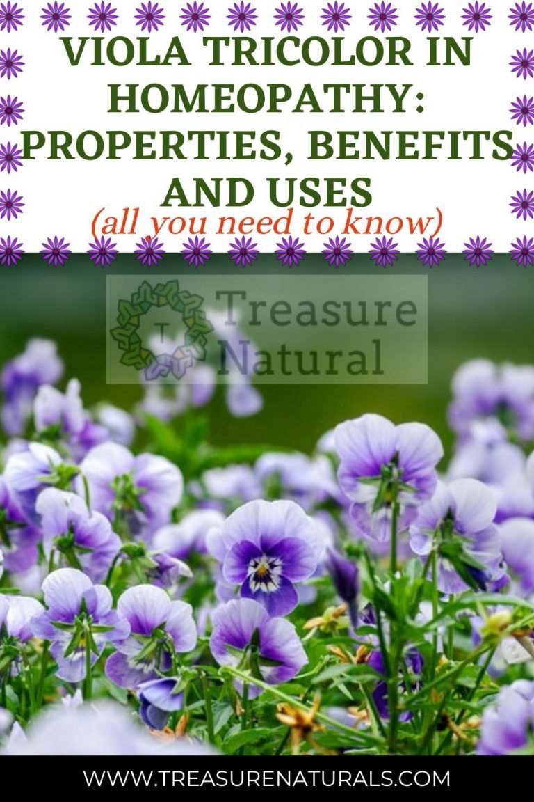 Viola Tricolor in homeopathy: properties, benefits and uses (all you ...