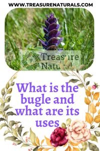 What is the bugle and what are its uses - TreasureNatural